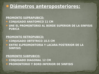 Estructura de la pelvis ósea, forma y | PDF
