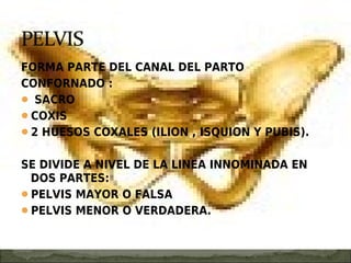 Estructura de la pelvis ósea, forma y | PDF