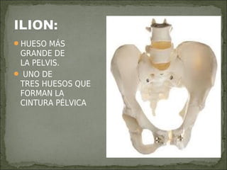 Estructura de la pelvis ósea, forma y | PDF