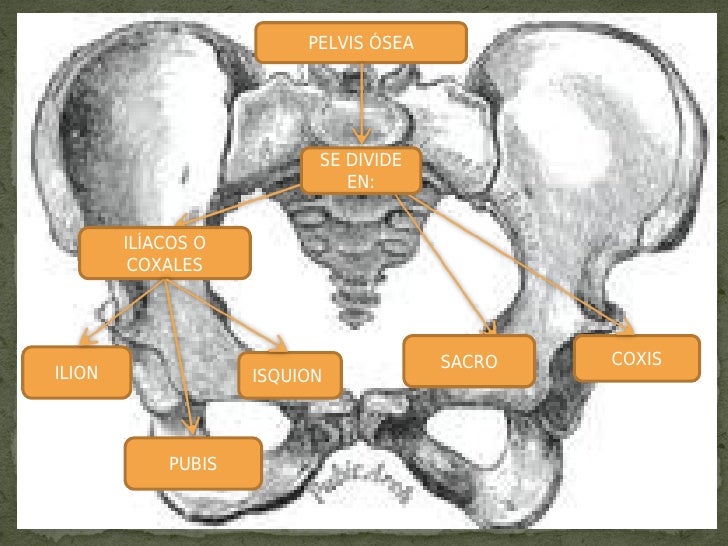 Estructura de la pelvis ósea, forma y