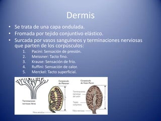 Estructura de la piel | PPTX
