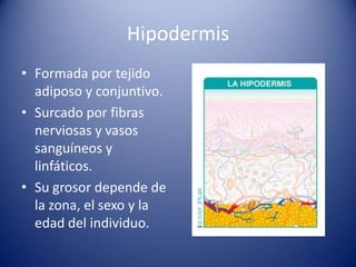 Estructura de la piel | PPTX