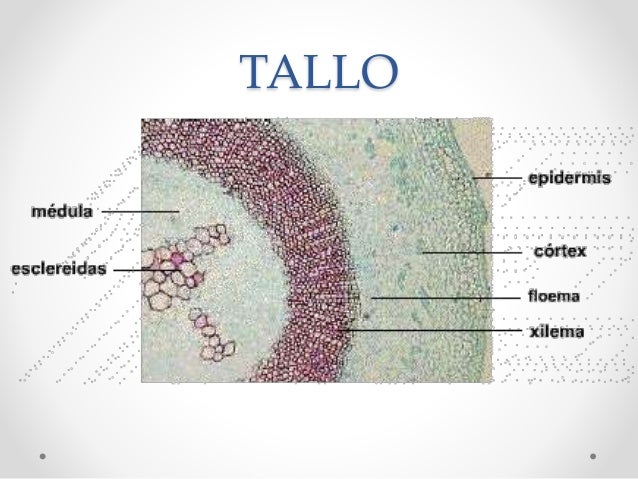 Estructura de la planta