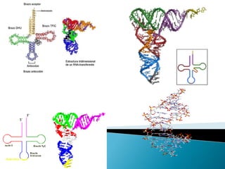 Estructura del arn (1) | PPTX