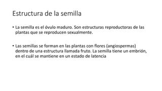 Estructura de la semilla por Dave LAra | PPTX
