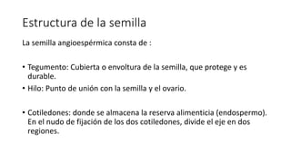 Estructura de la semilla por Dave LAra | PPTX