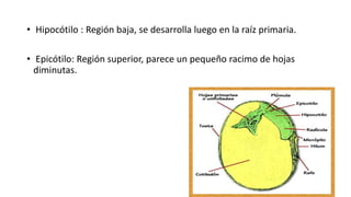 Estructura de la semilla por Dave LAra | PPTX