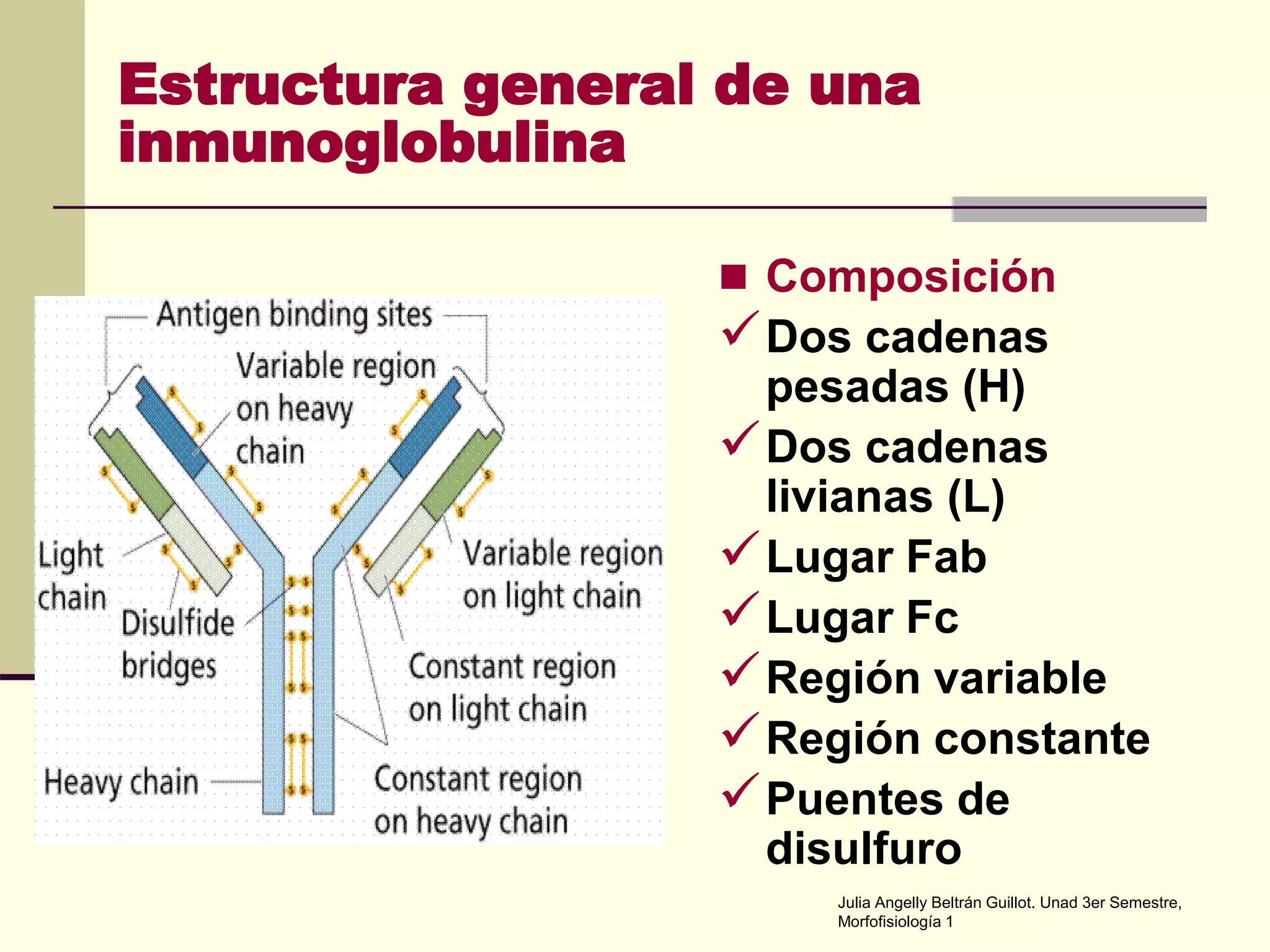 Estructura De Las Inmunoglobulinas Pptx