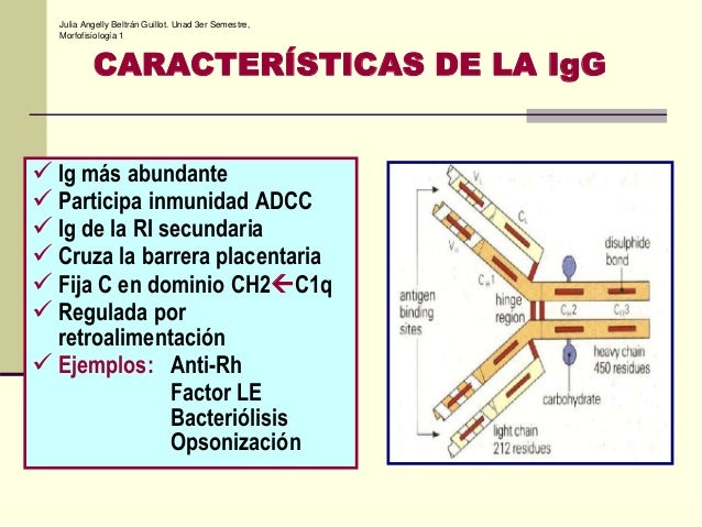 Estructura de las Inmunoglobulinas