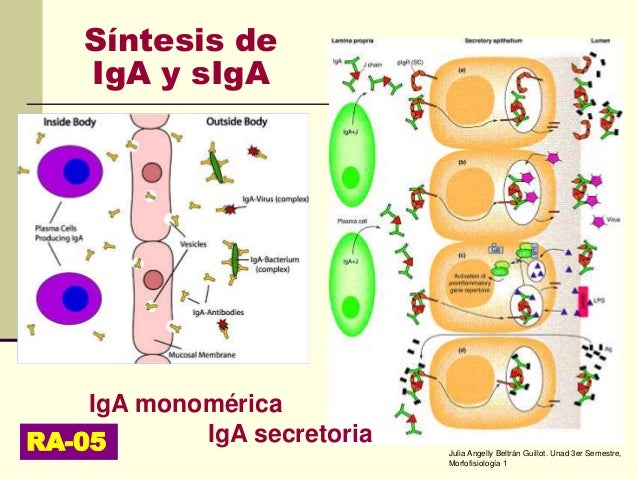 Estructura de las Inmunoglobulinas