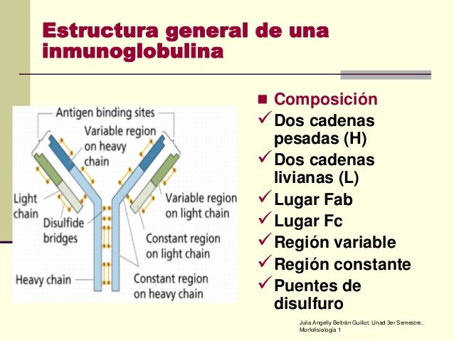 Estructura de las Inmunoglobulinas