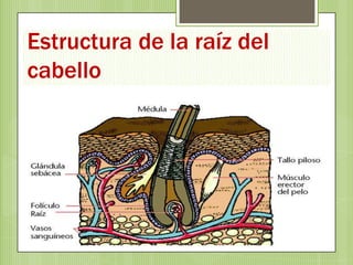 Estructura del cabello | PPTX