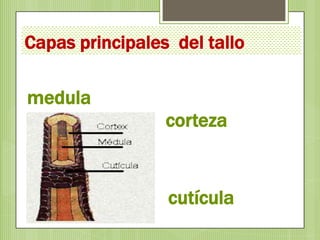 Estructura del cabello | PPTX