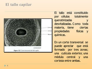 estructuradelcabello-141117064544-conversion-gate01.pptx