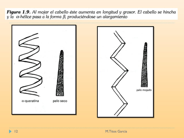 Estructura del cabello | PPT