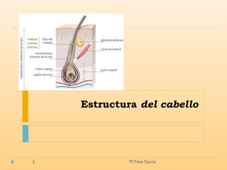Estructura del cabello | PPT