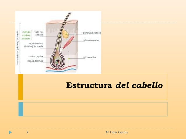 Estructura del cabello | PPT