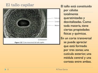 Estructura del cabello | PPT