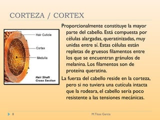 Estructura del cabello | PPT