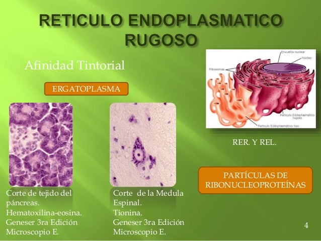Reticulo Endoplasmatico Rugoso Definicion Caracteristicas Y Funciones ...