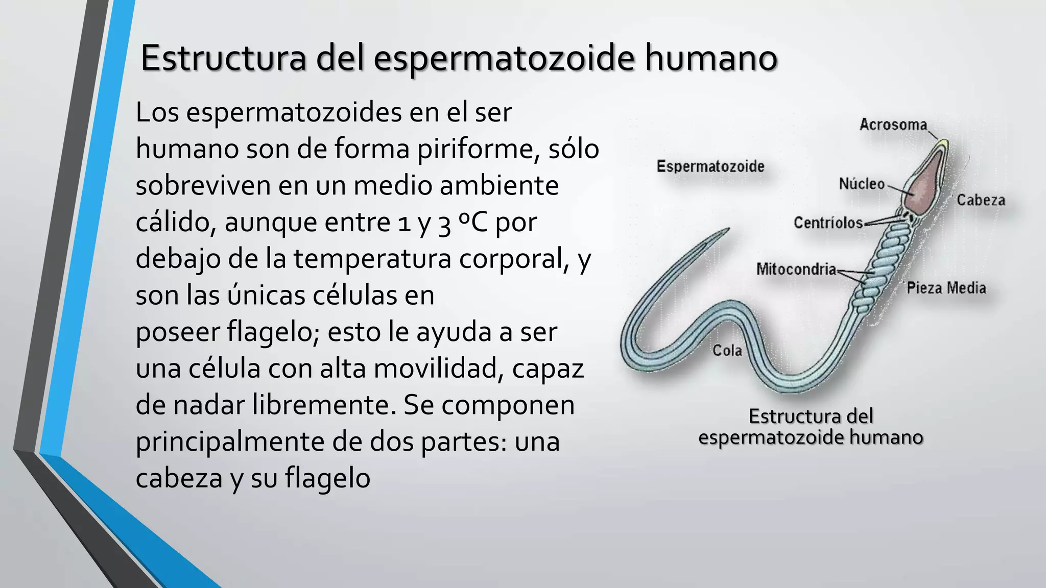 Diapositiva De Espermatozoides Humanos 288 Resultados De Imágenes,