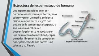Estructura del espermatozoide | PPTX