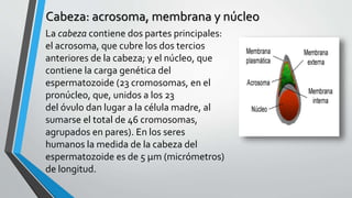 Estructura del espermatozoide | PPT