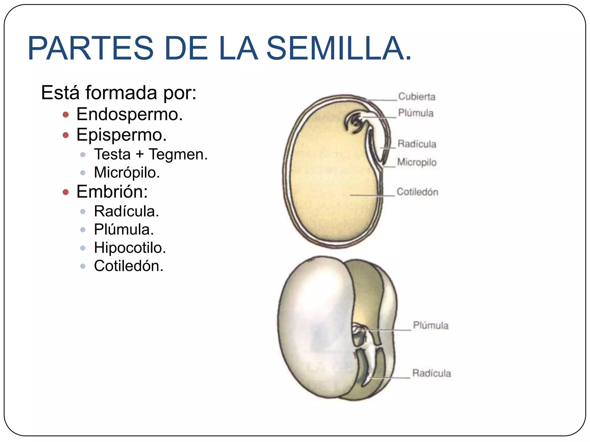 Estructura del fruto y la semilla - Laura Ortega | PPTX