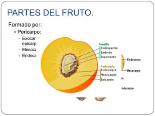 Estructura del fruto y la semilla - Laura Ortega | PPTX