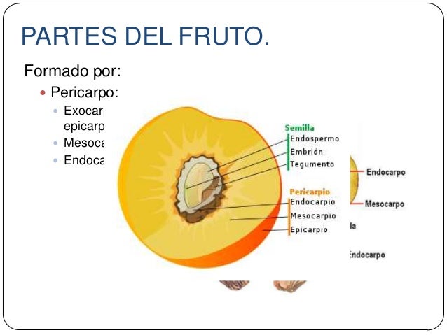 Estructura del fruto y la semilla - Laura Ortega
