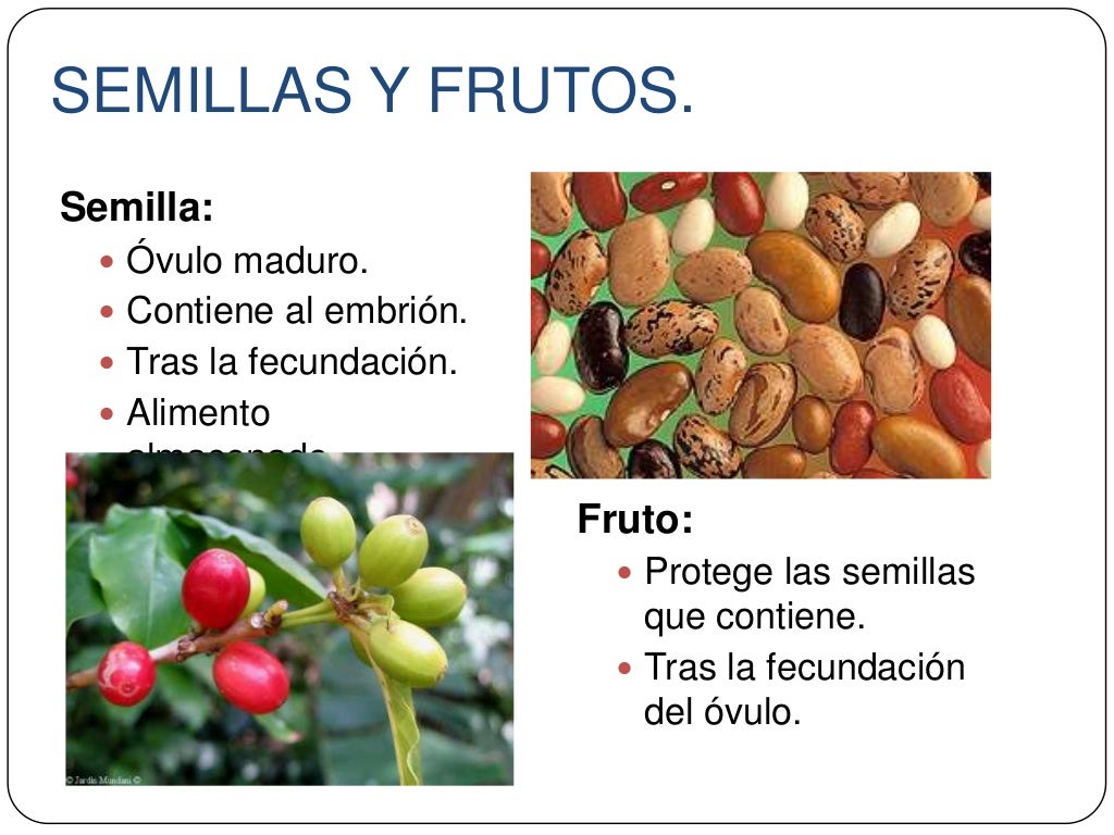 Estructura del fruto y la semilla - Laura Ortega
