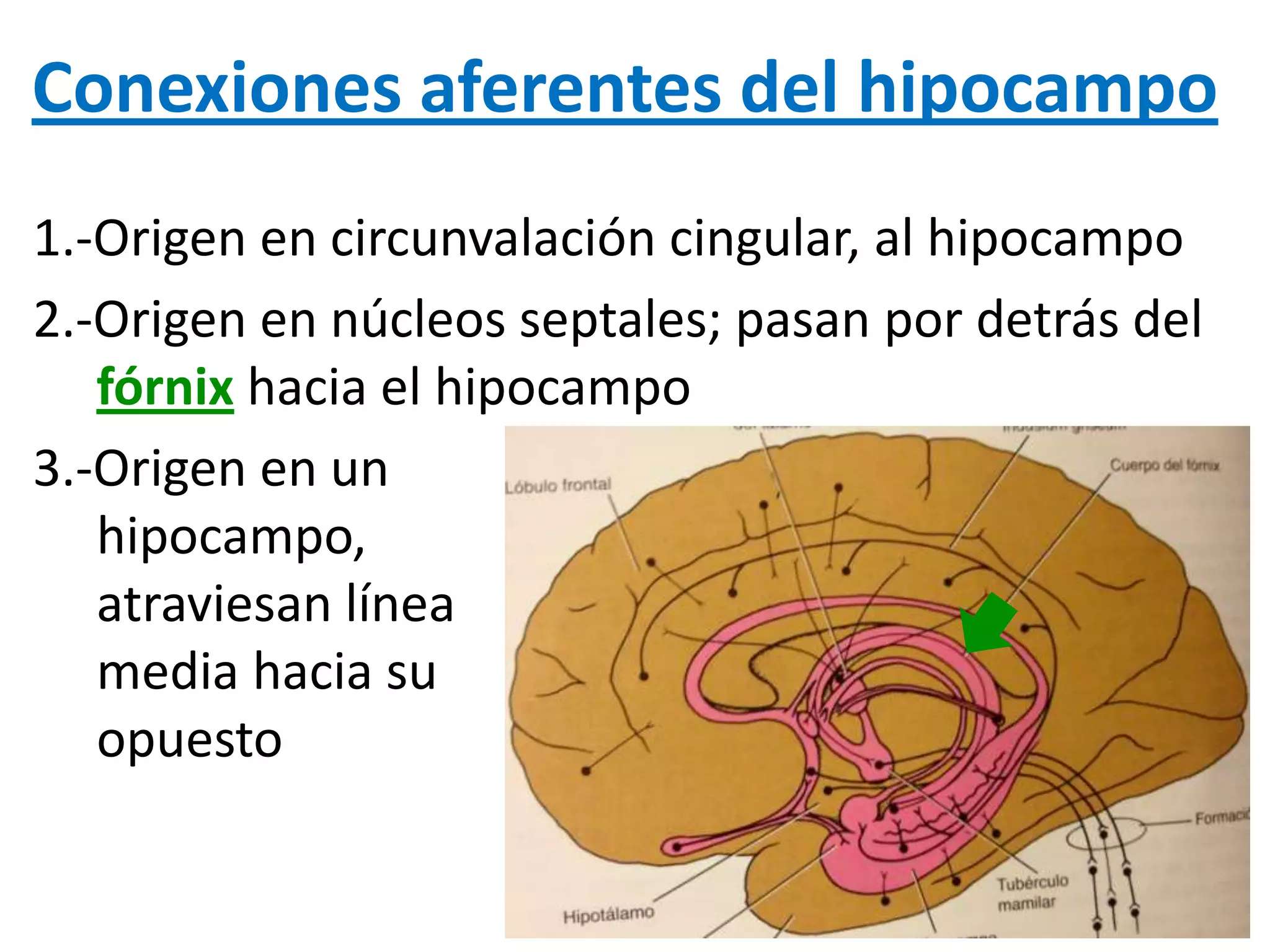 Estructura del hipocampo | PPTX