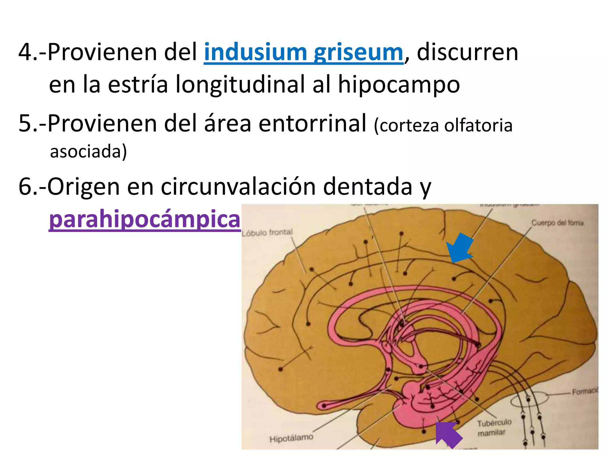 Estructura del hipocampo | PPTX