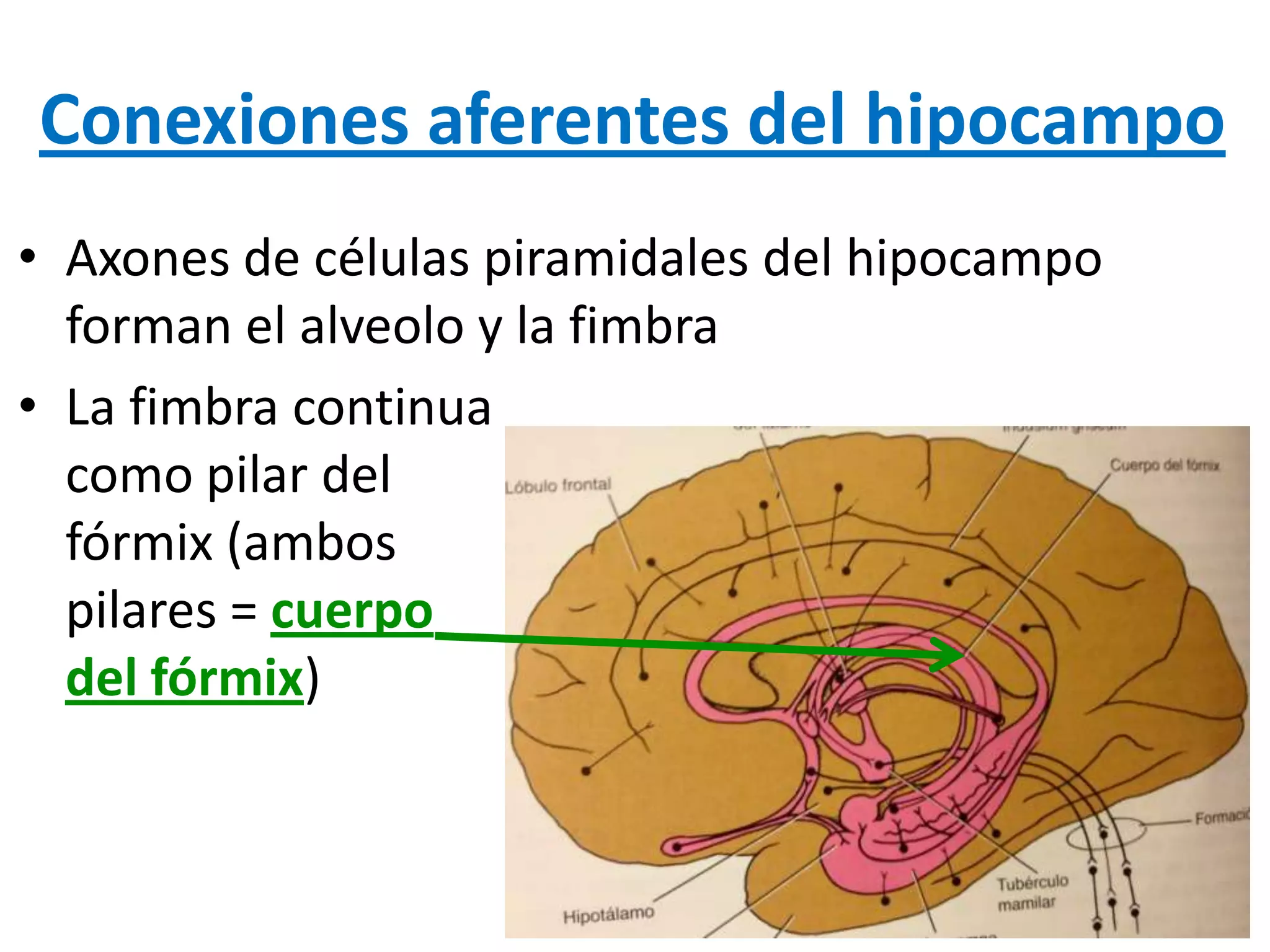 Estructura del hipocampo | PPTX