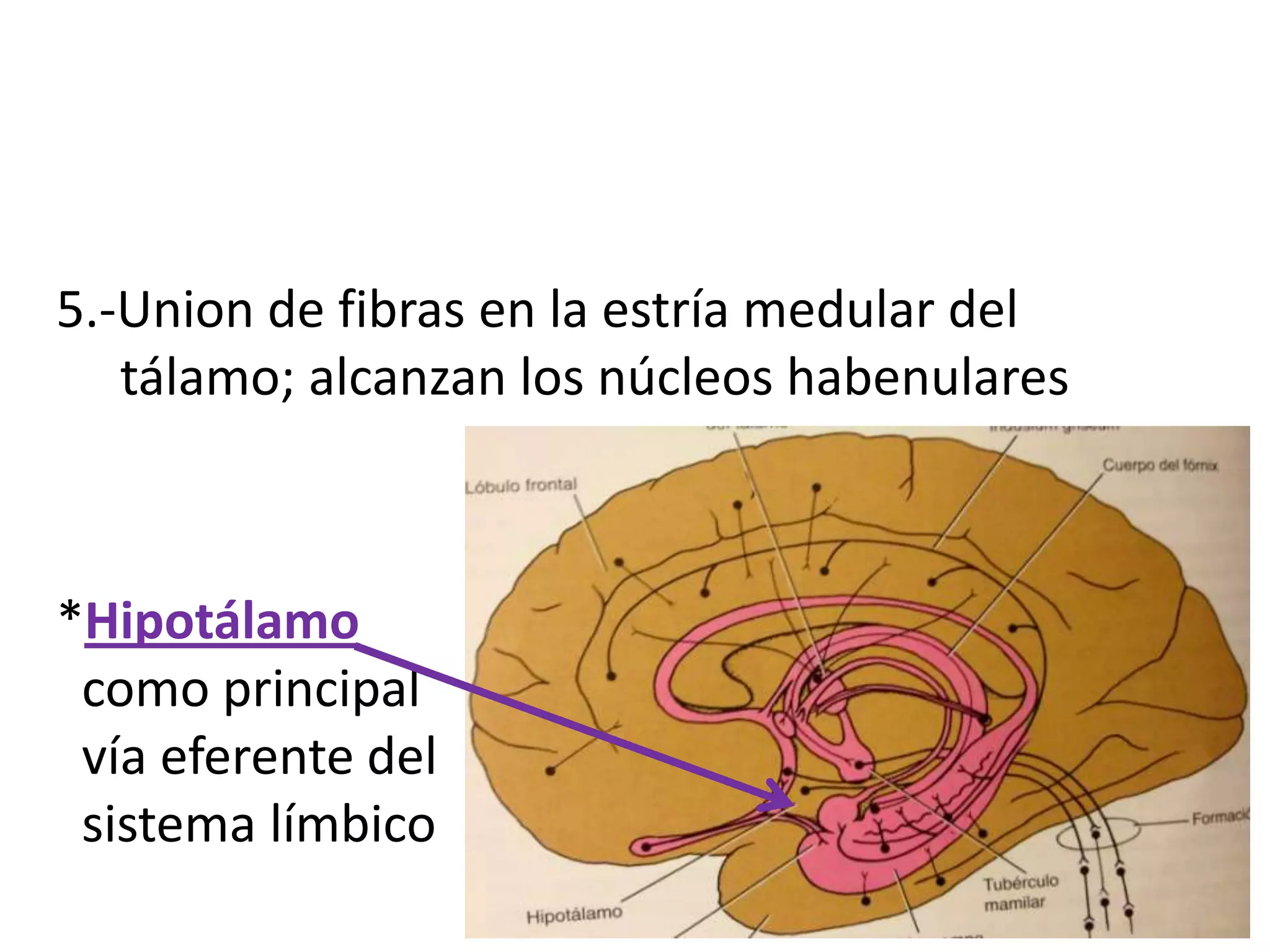 Estructura del hipocampo | PPTX