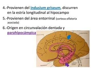 Estructura del hipocampo | PPTX
