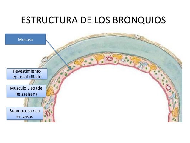 Estructura de los bronquios