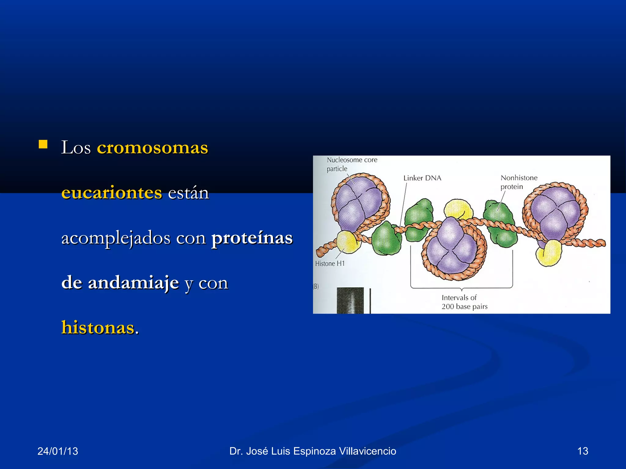 Estructura de los cromosomas | PPT