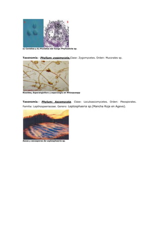 Estructura de los hongos fitopatogeno | DOCX