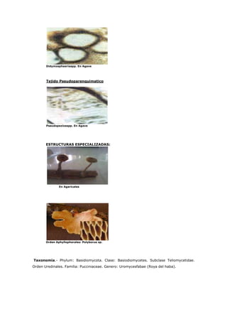 Estructura de los hongos fitopatogeno | DOCX
