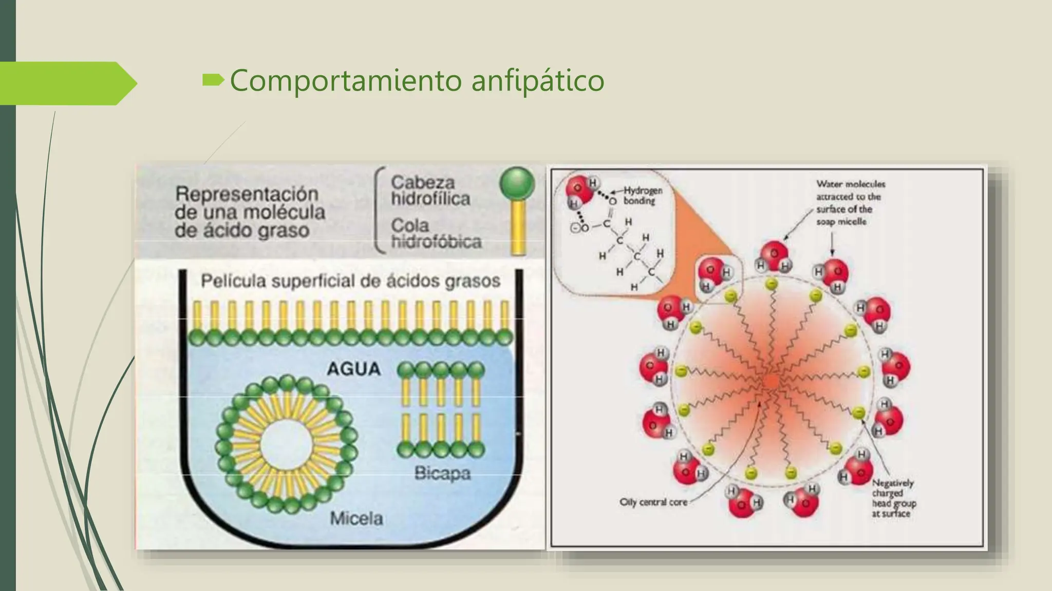 estructura de los lipidos como base para realización ergonomica | PPT