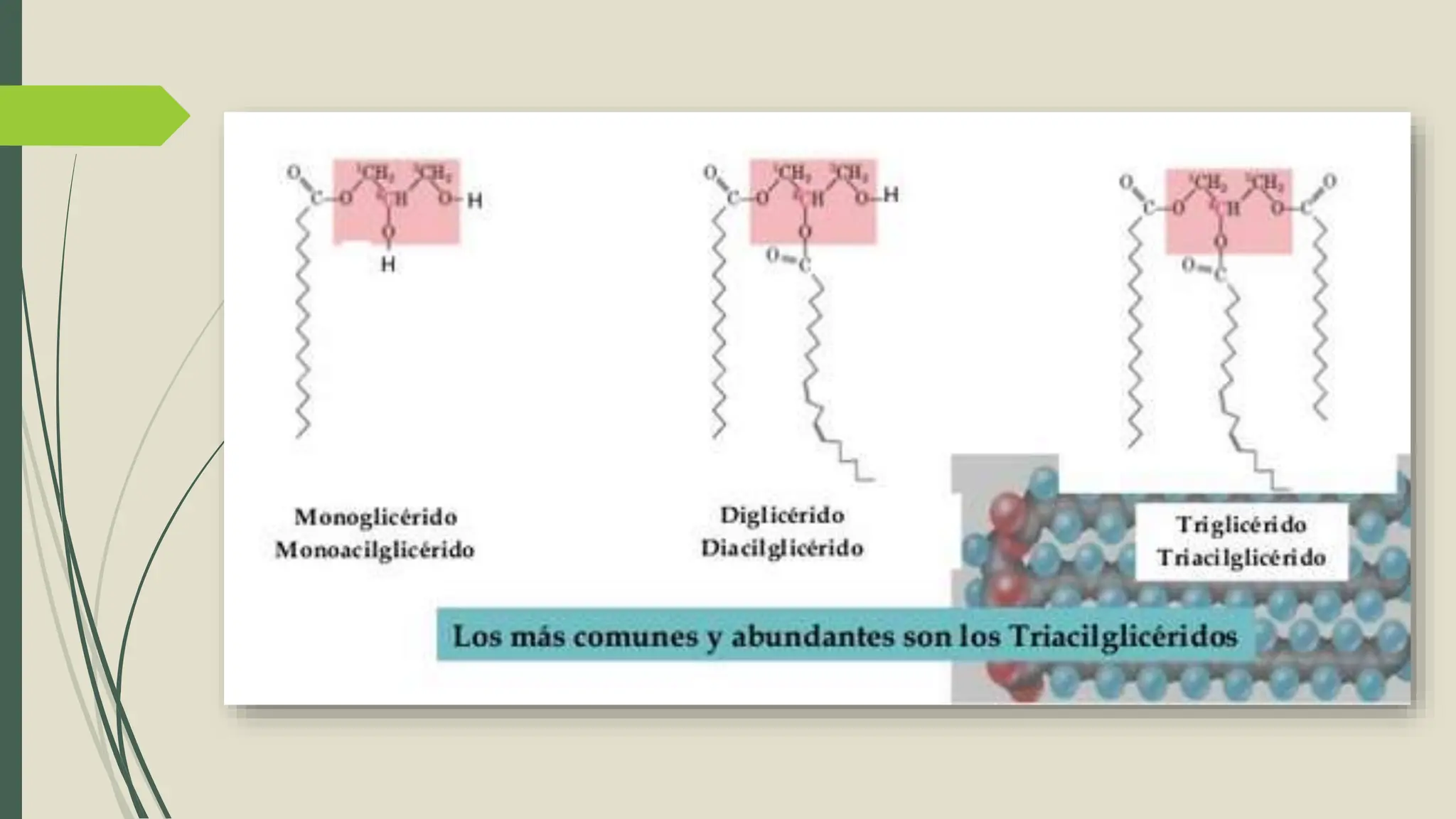 estructura de los lipidos como base para realización ergonomica | PPT