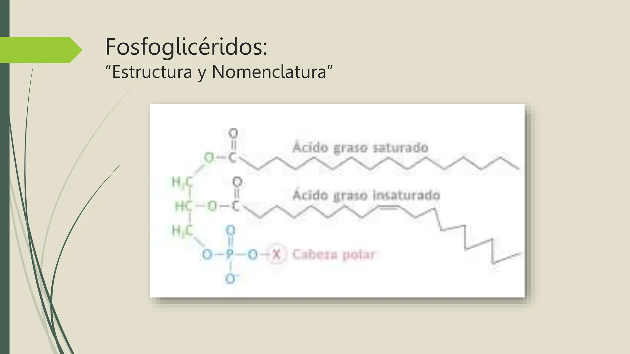 estructura de los lipidos como base para realización ergonomica | PPT