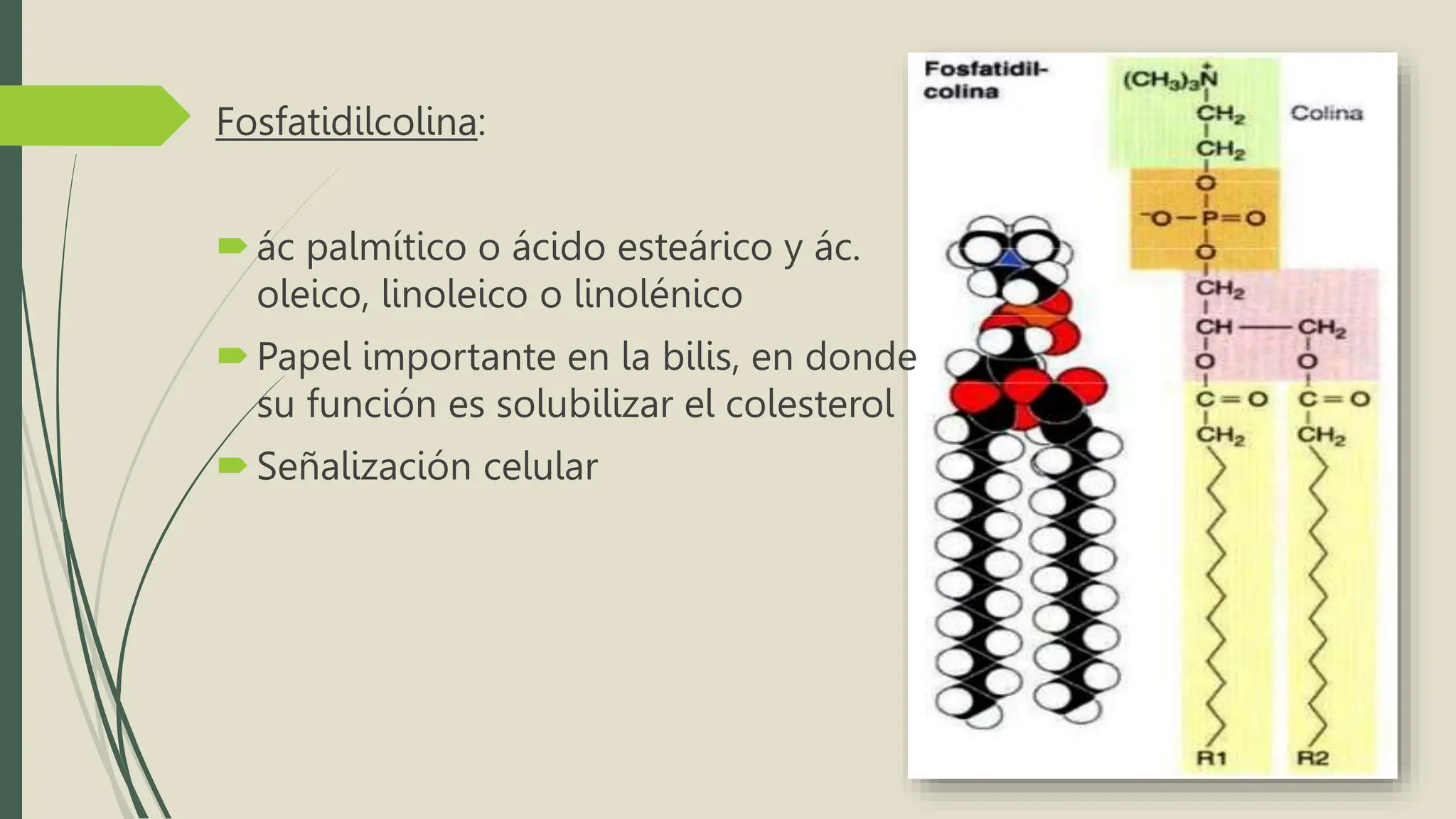 estructura de los lipidos como base para realización ergonomica | PPT