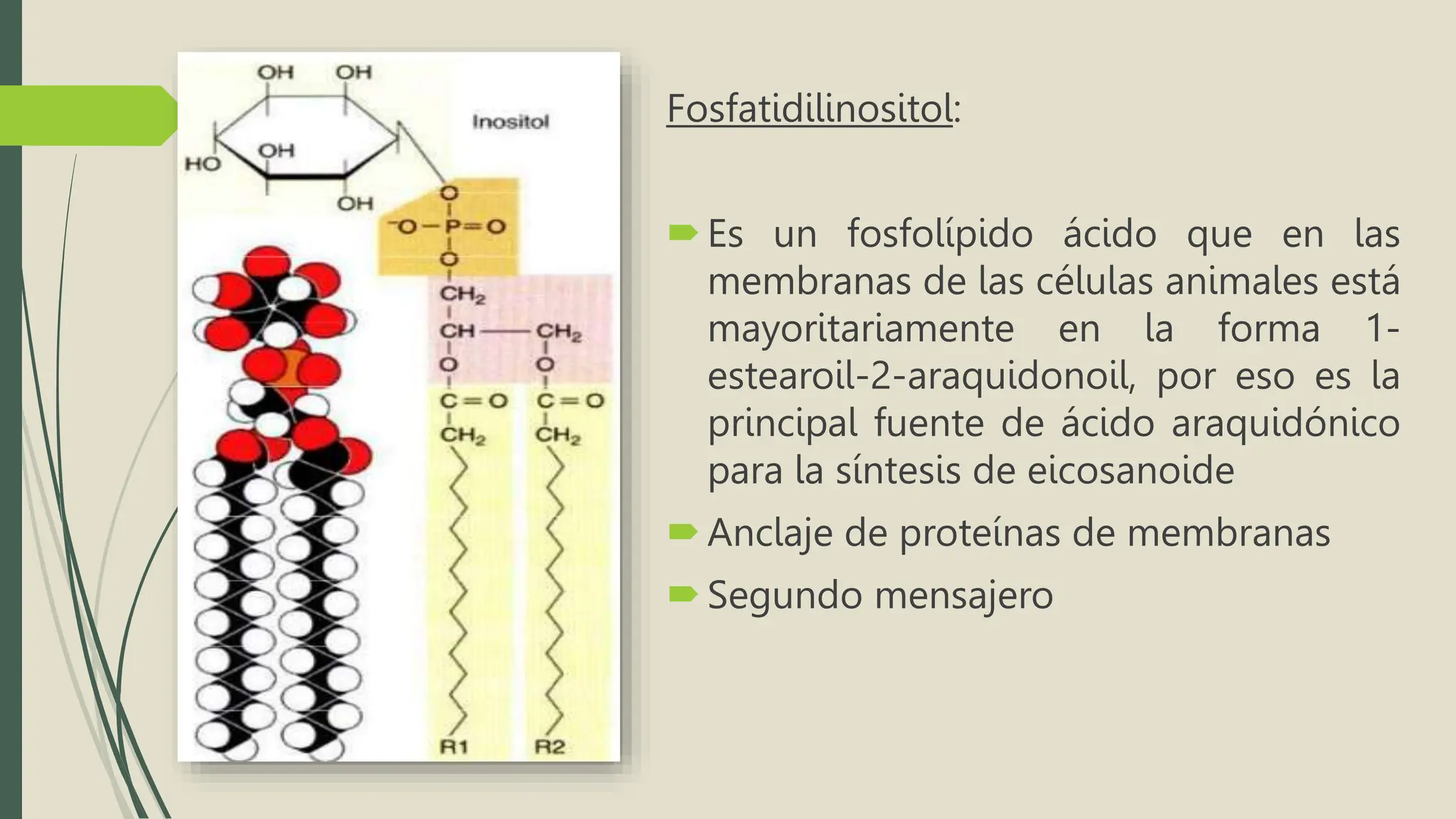 estructura de los lipidos como base para realización ergonomica | PPT