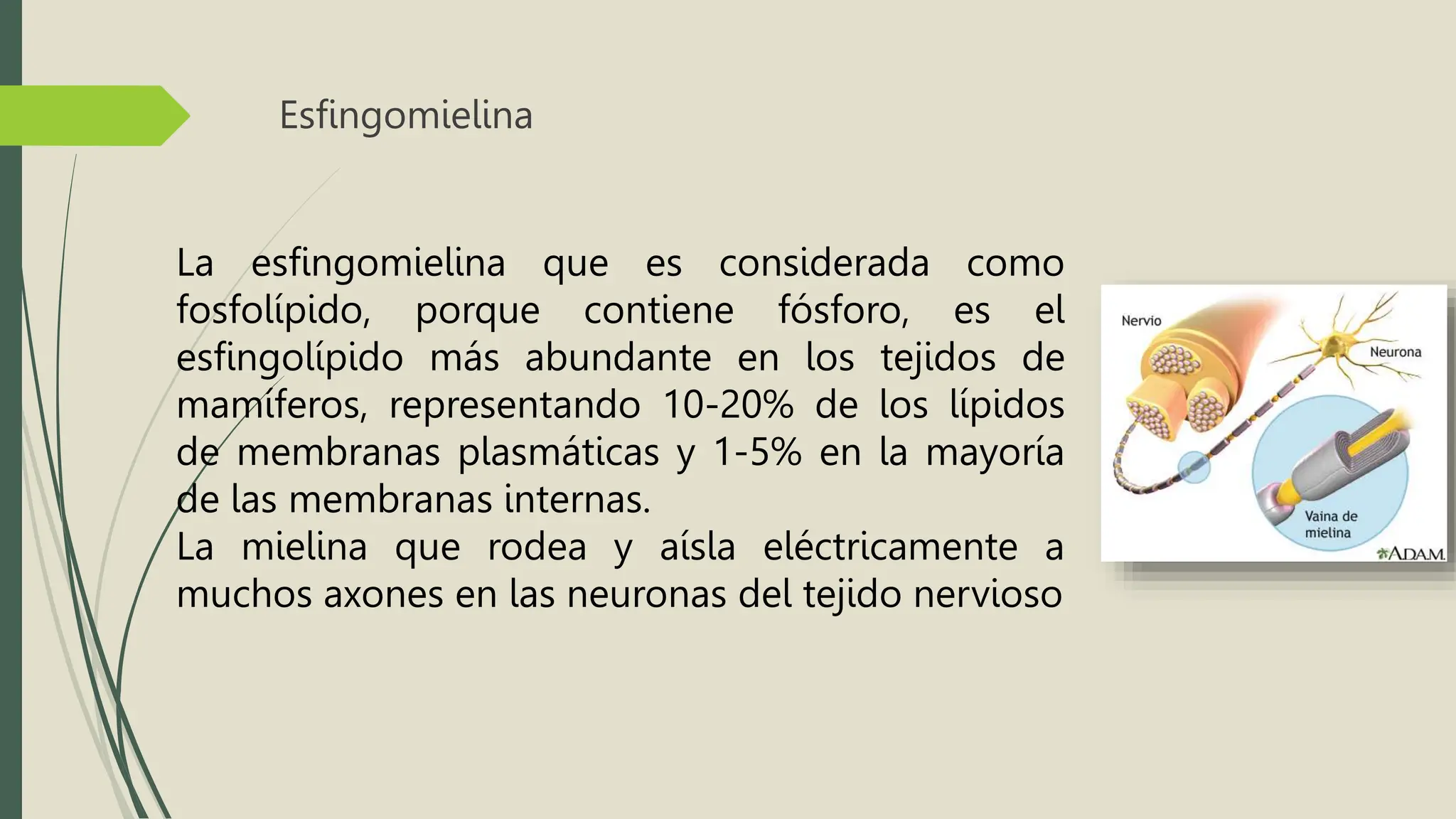estructura de los lipidos como base para realización ergonomica | PPT