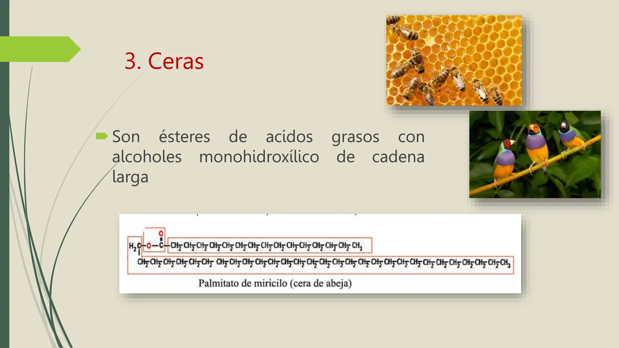 estructura de los lipidos como base para realización ergonomica | PPT