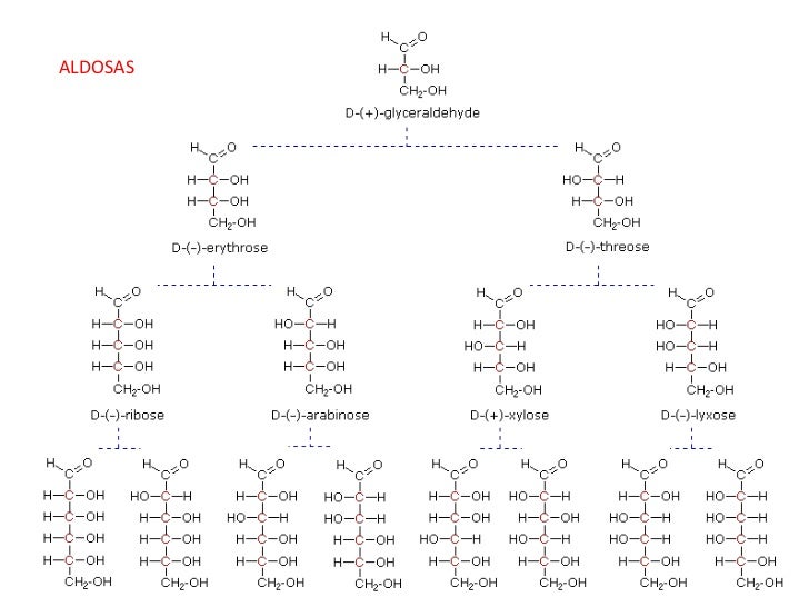 Estructura De Los MonosacáRidos Animado