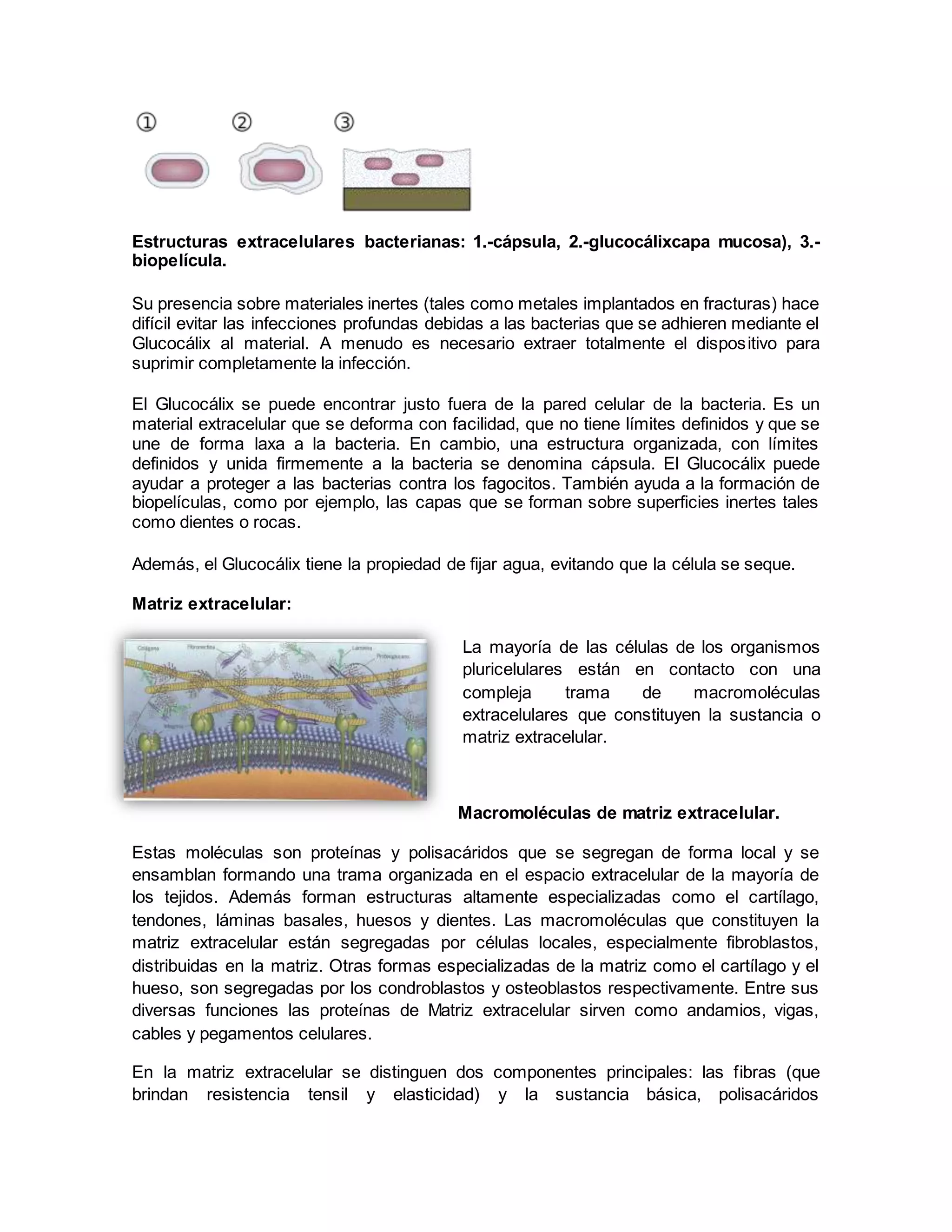 Estructura de los seres vivos (Estructura Celular, cubierta celular ...