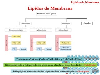 Estructura de Lípidos - Fabián Rodríguez | PPTX